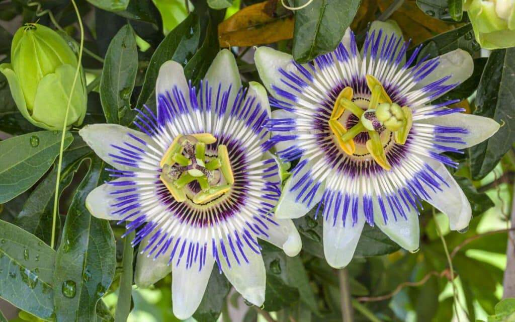 Conheça mais sobre Crisina, seus benefícios e indicações