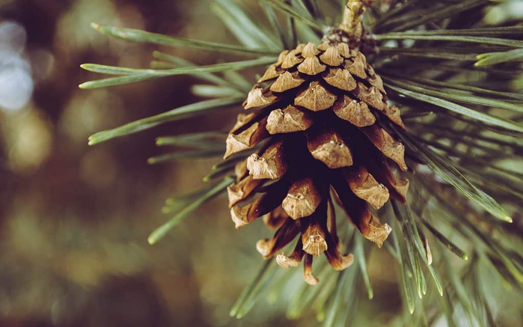 Conheça mais sobre Pinus Pinaster, seus benefícios e indicações