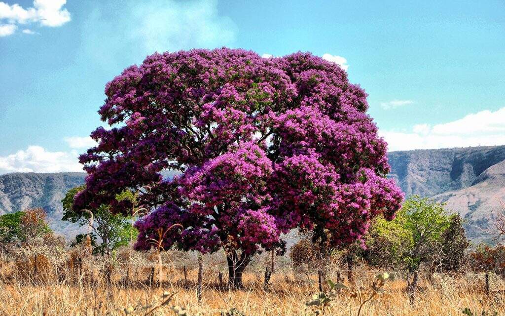Conheça mais sobre Crisina, seus benefícios e indicações